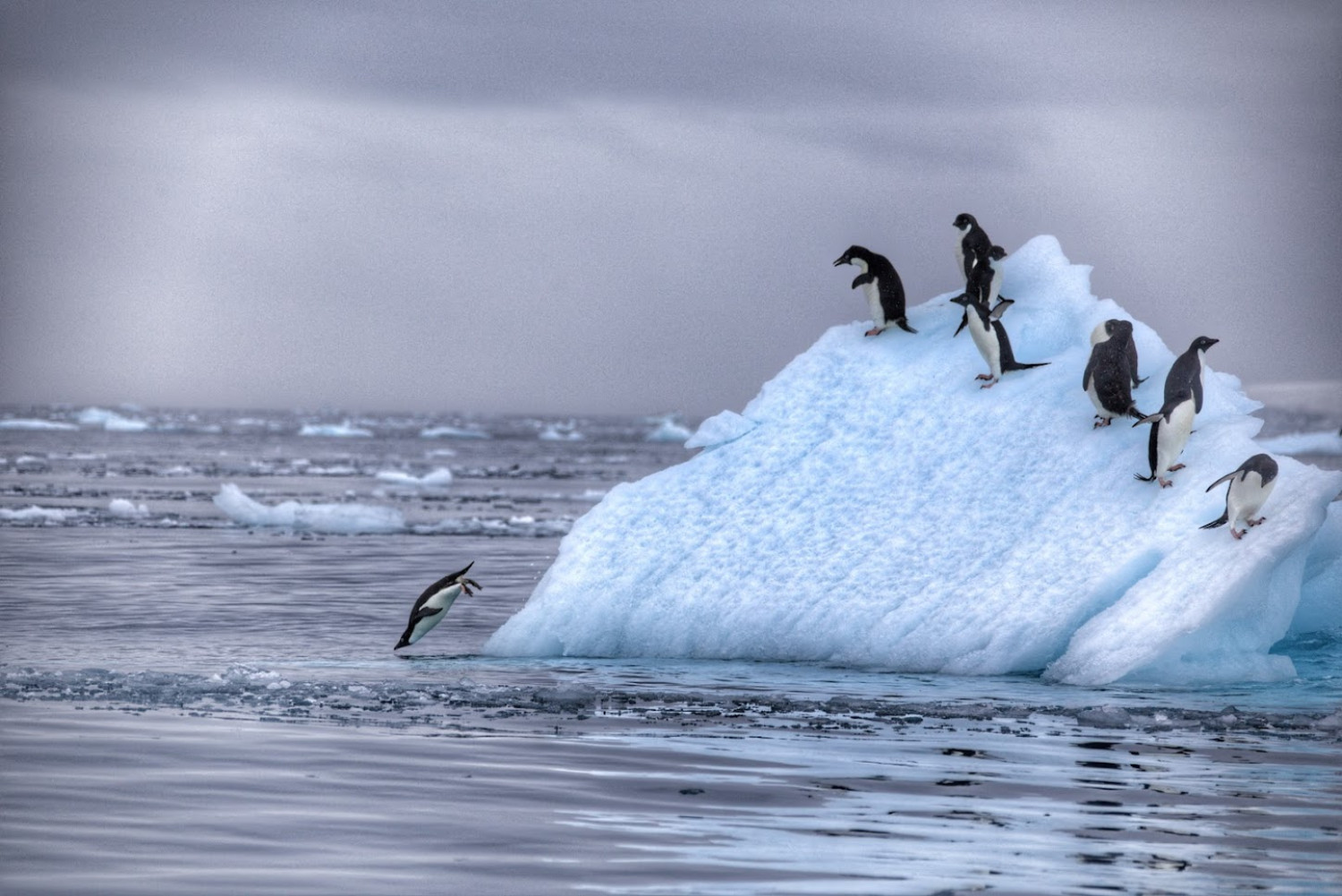 Bad Penguin PhotoHunter